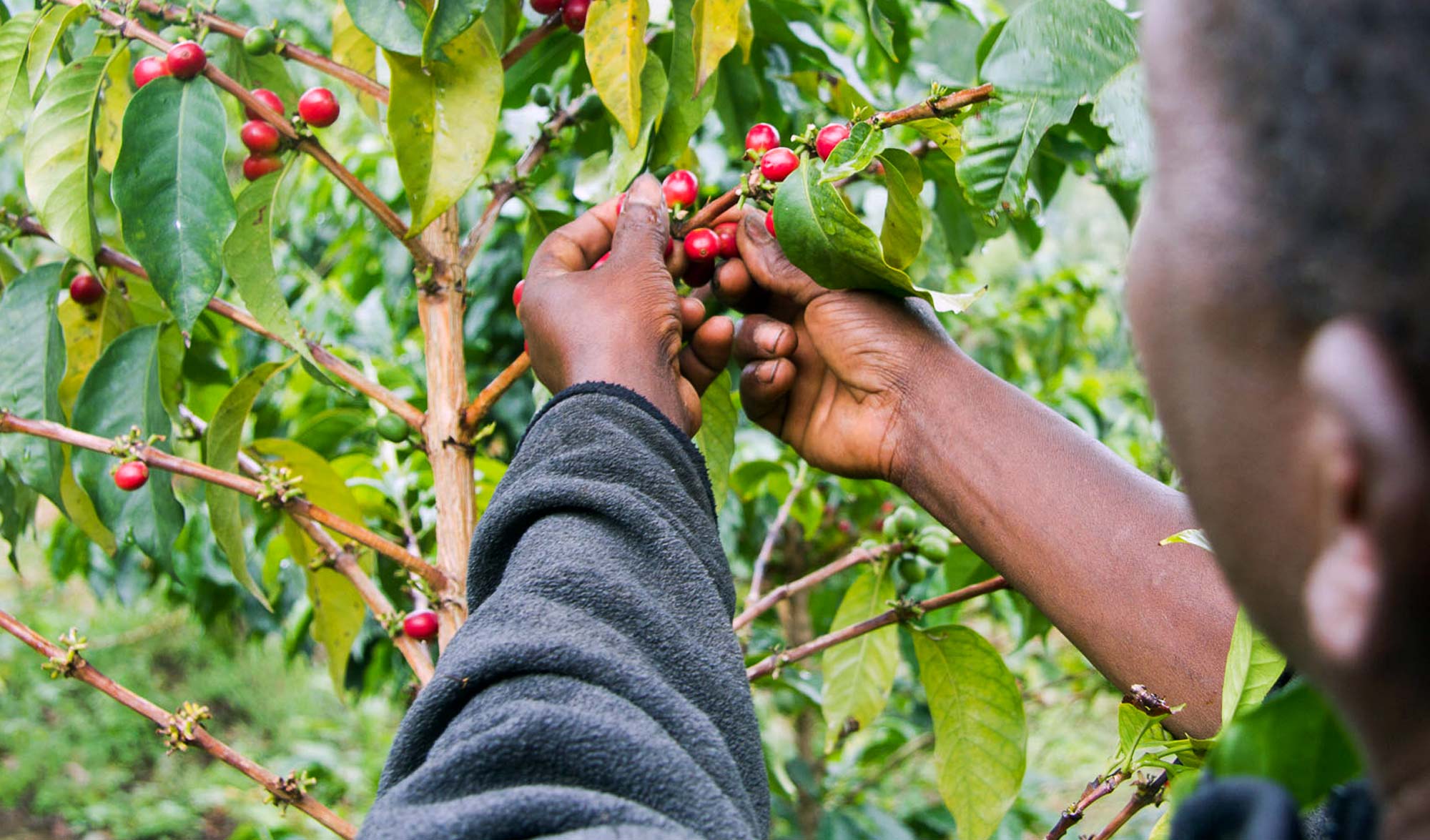 Lyamungo Amcos boosts coffee production - Jihabarishe